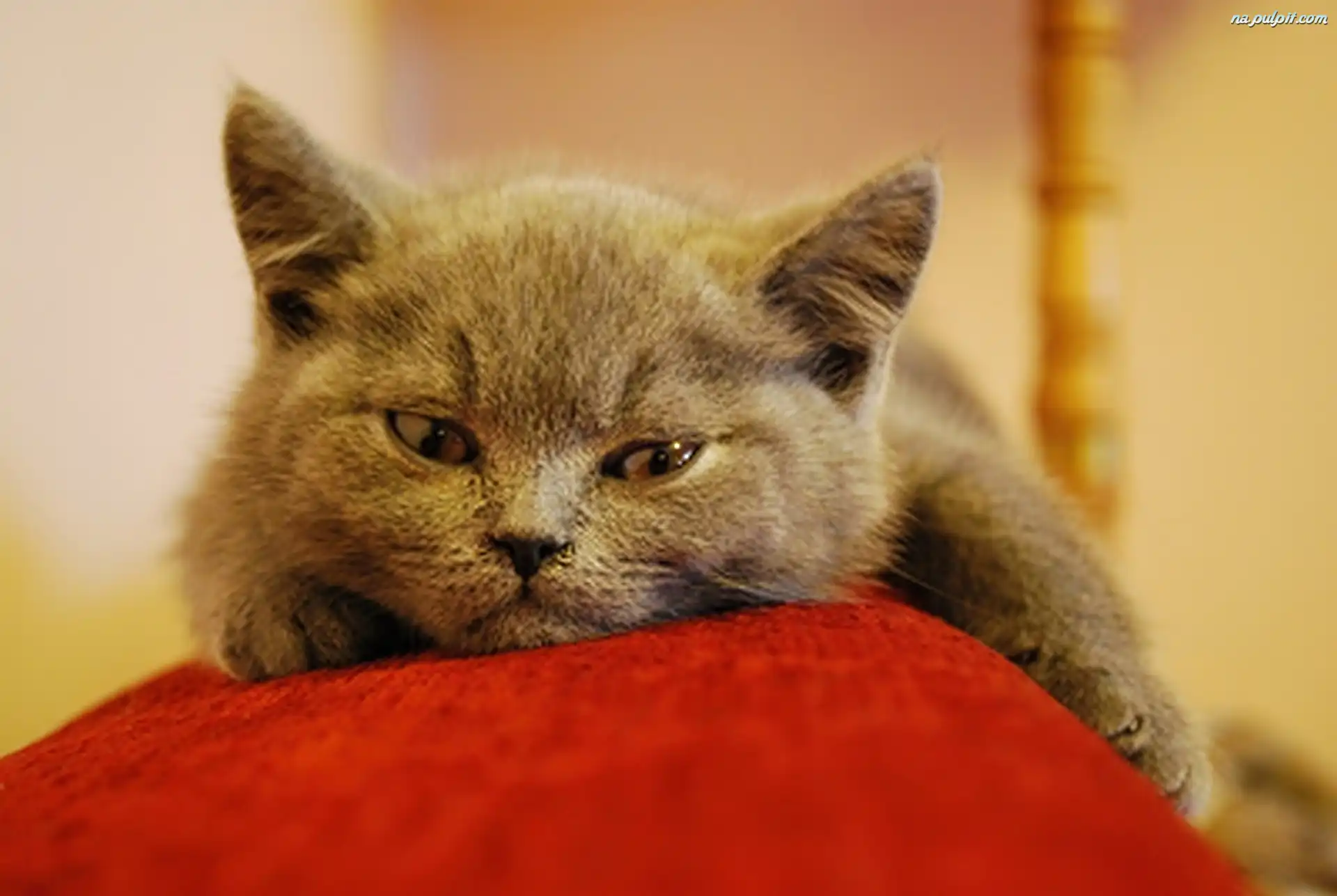 Pyszczek, Kot, Brytyjski Na Pulpit